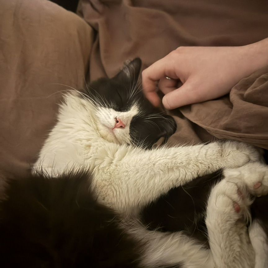 Котенок (девочка)