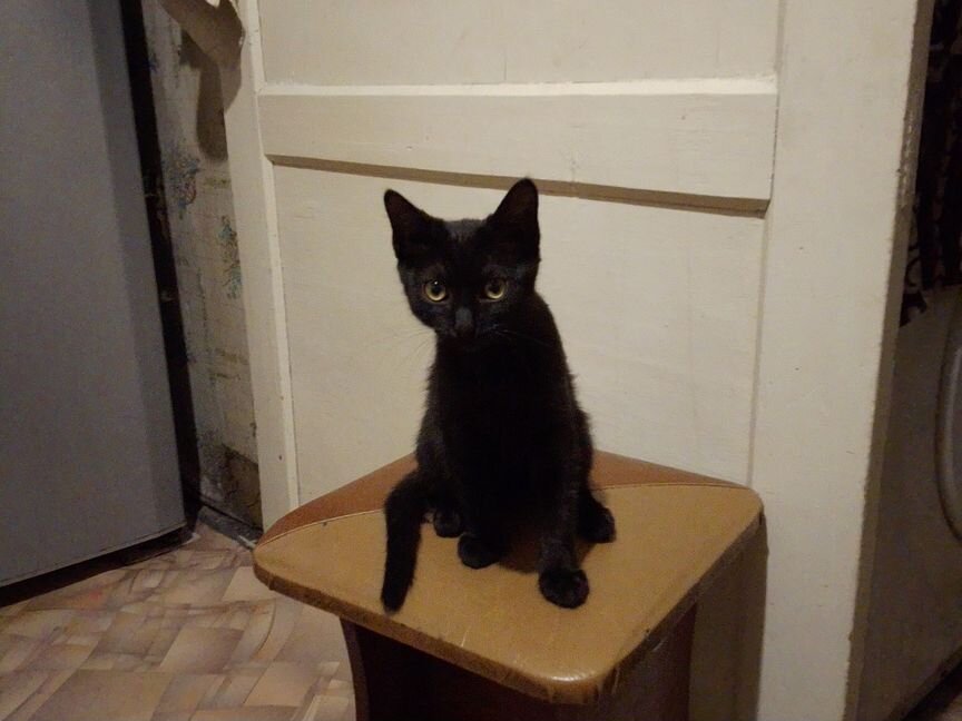 Котята в добрые руки от крысаловки