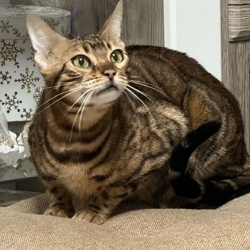 Бенгальская, взрослая кошка