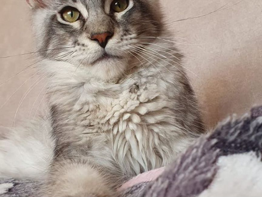 Эксклюзивные котята мейн-кун