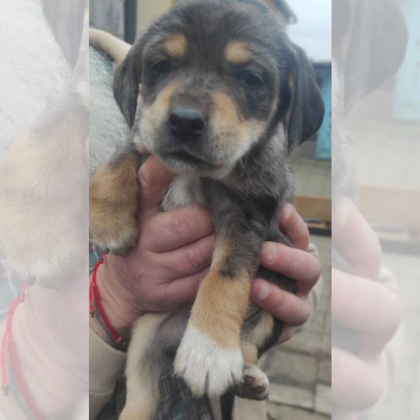 Щенок в добрые руки