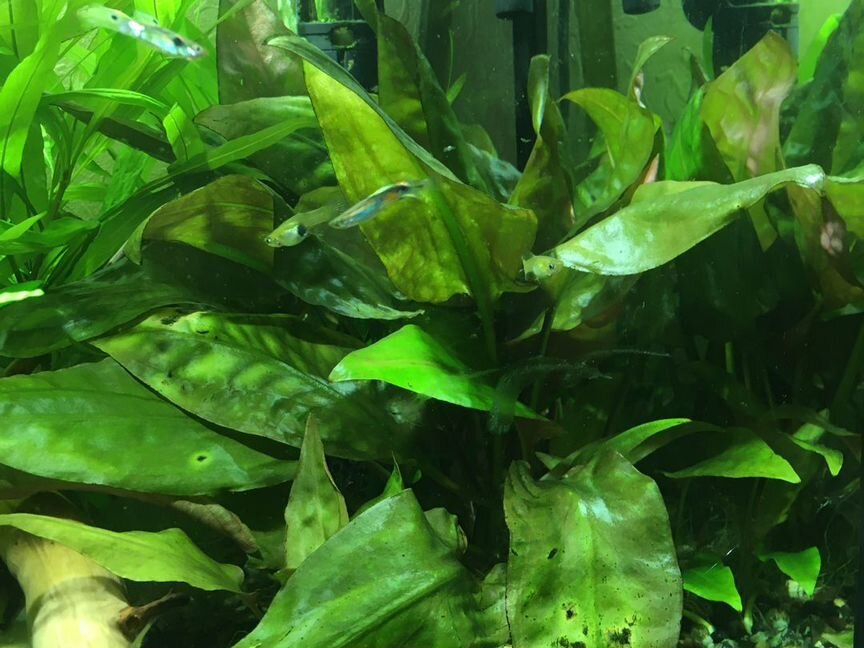 Анубиас и гигрофила в аквариум