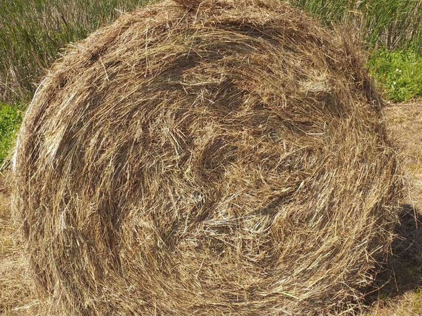 Сено в рулонах