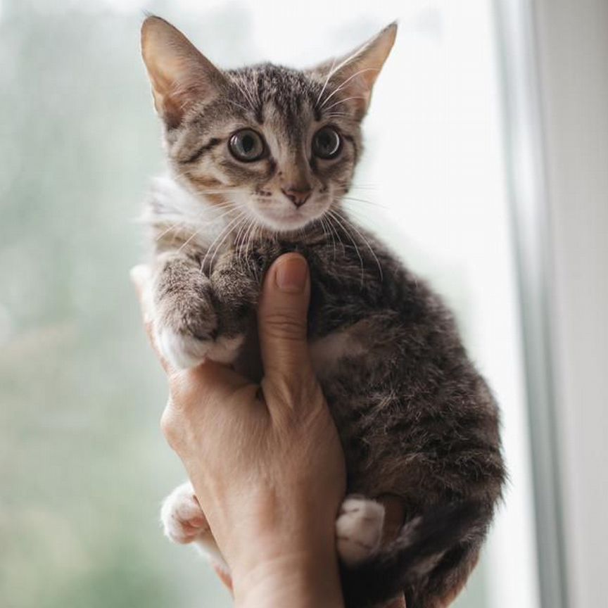 Котёнок в добрые руки