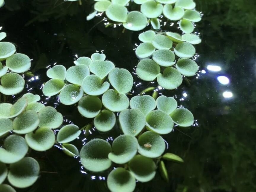 Сальвиния плавающая