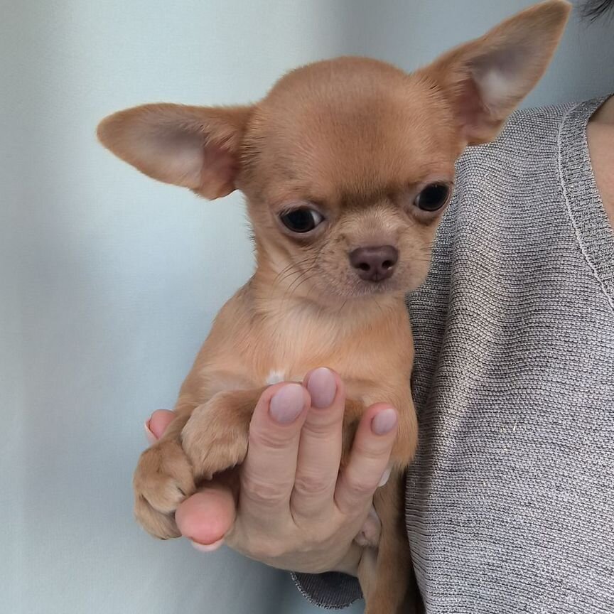Чихуахуа, щенок