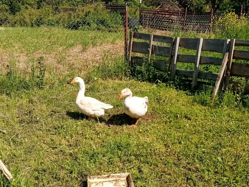 Гусь и две гусыни