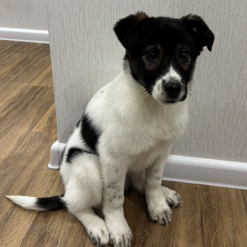 Бордер-колли, щенок