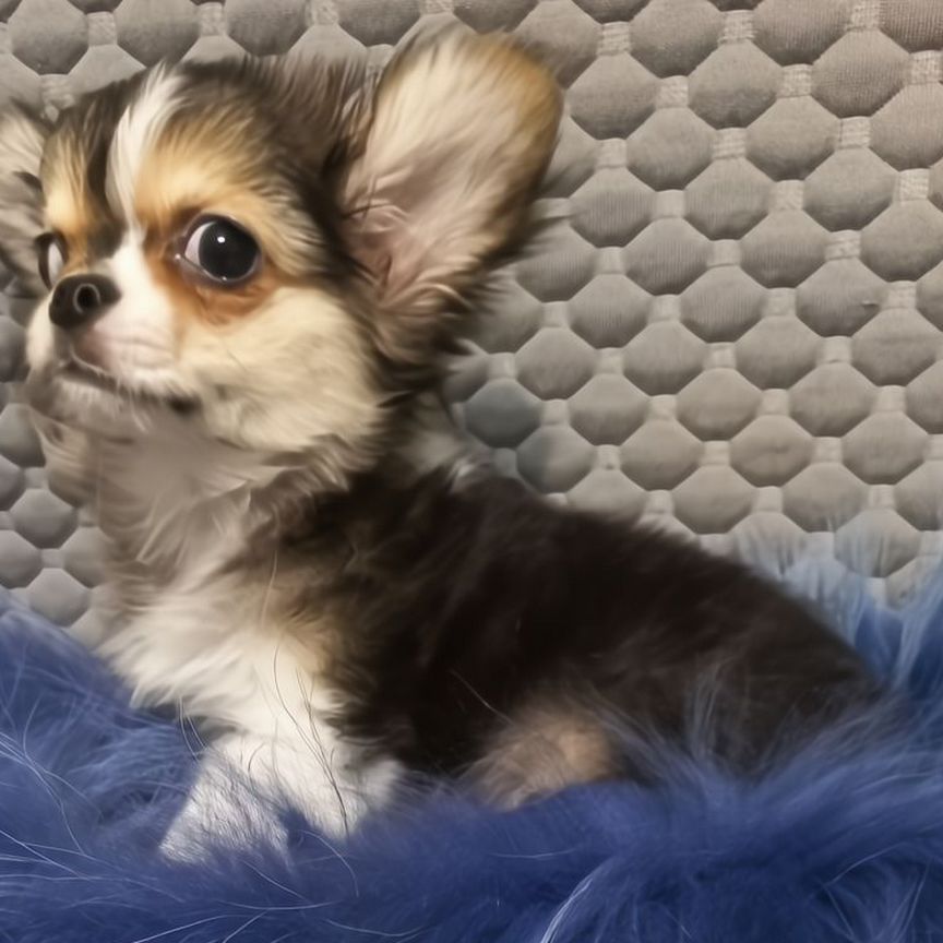 Чихуахуа, щенок