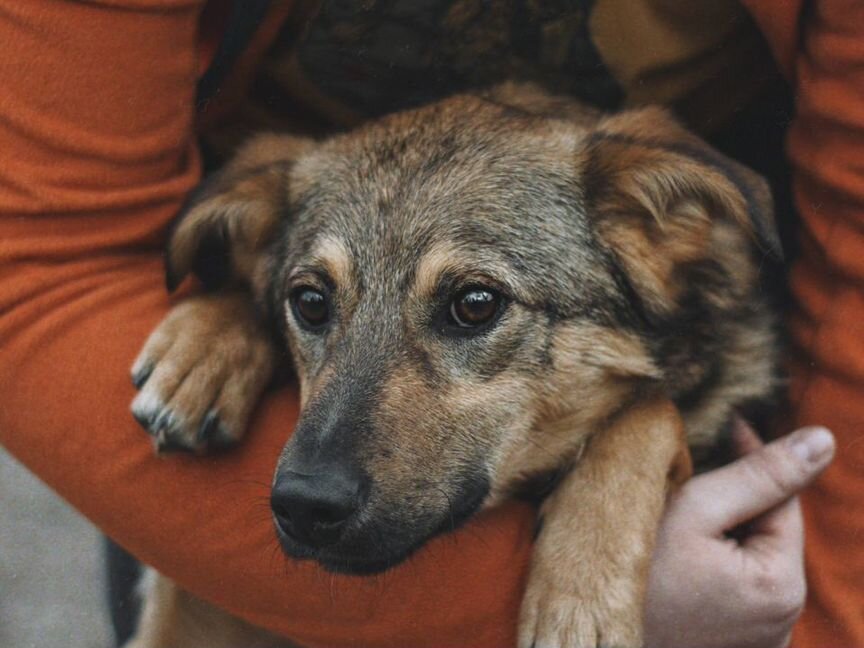 Чуткий и нежный малыш ищет своих людей