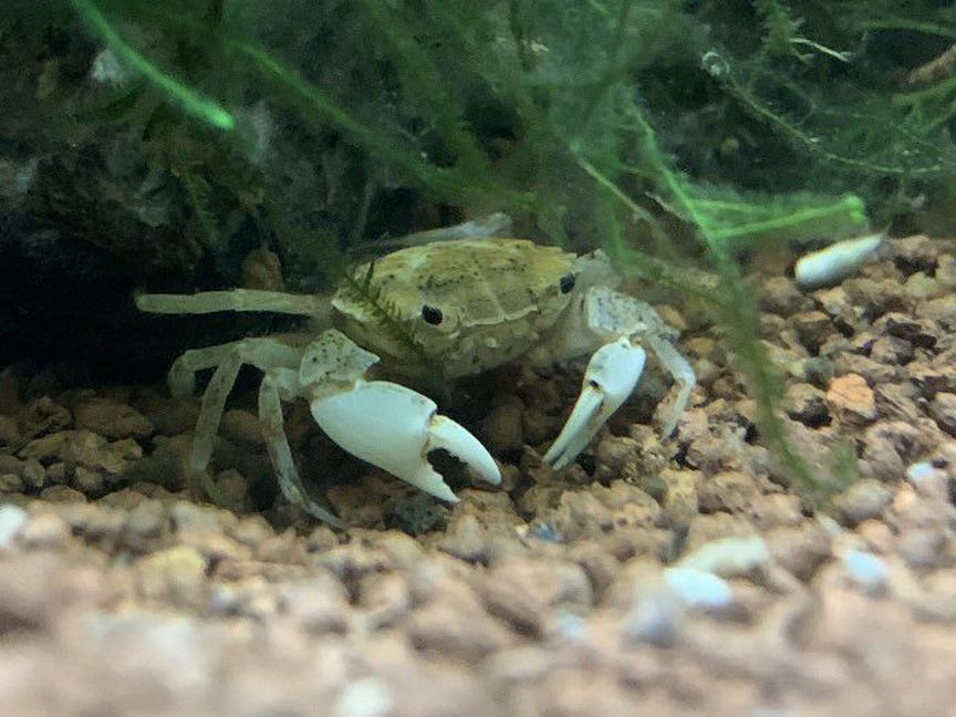 Краб в аквариум (рыбки)