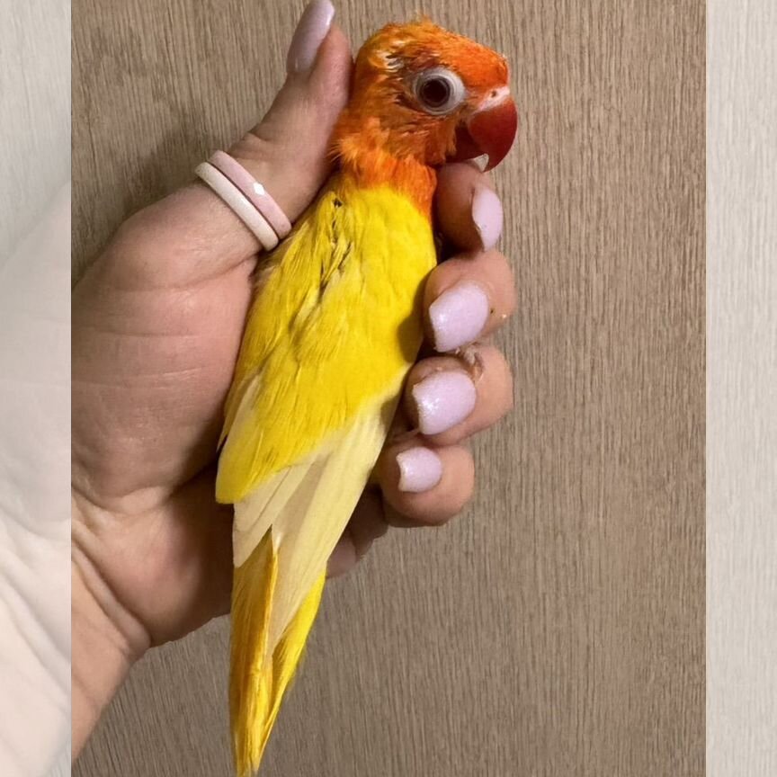 Птенцы неразлучника