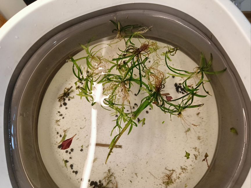 Прополка сагитарии для аквариума бесплатно