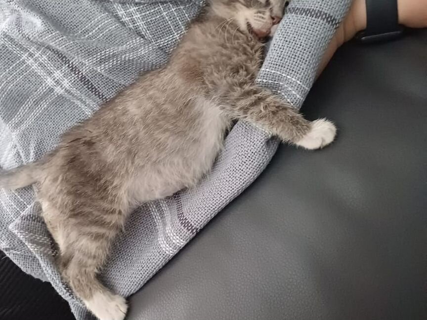 Кошка в добрые руки даром бесплатно