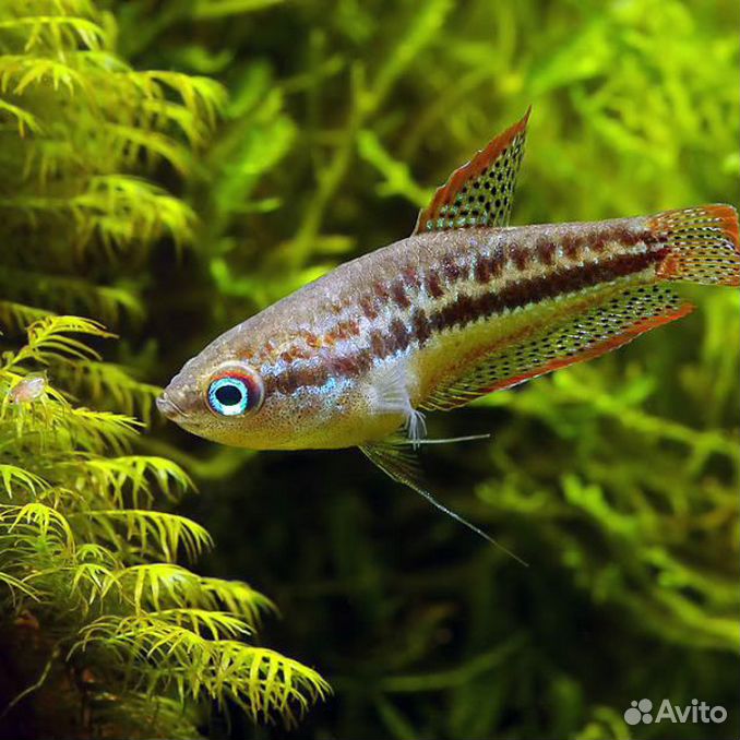 Гурами Карликовый, Пумила (Trichopsis pumila)