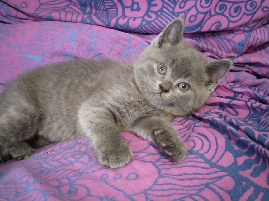 Отдам бесплатно котенка