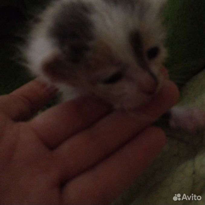 Котенок девочка в добрые руки 1 неделя