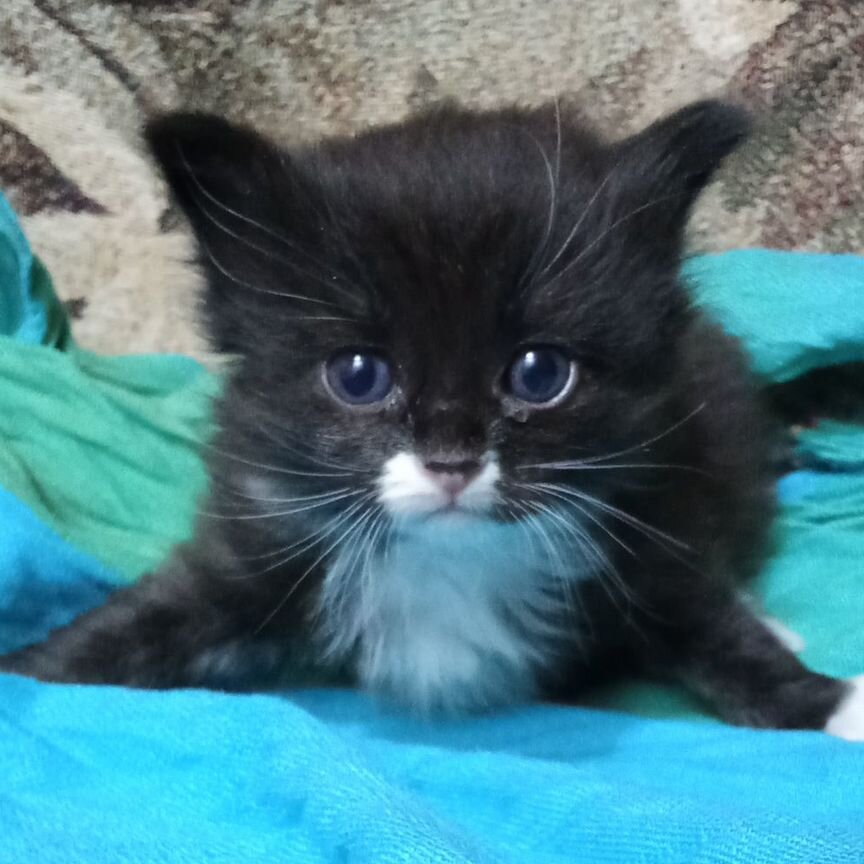 Котёнок в добрые руки