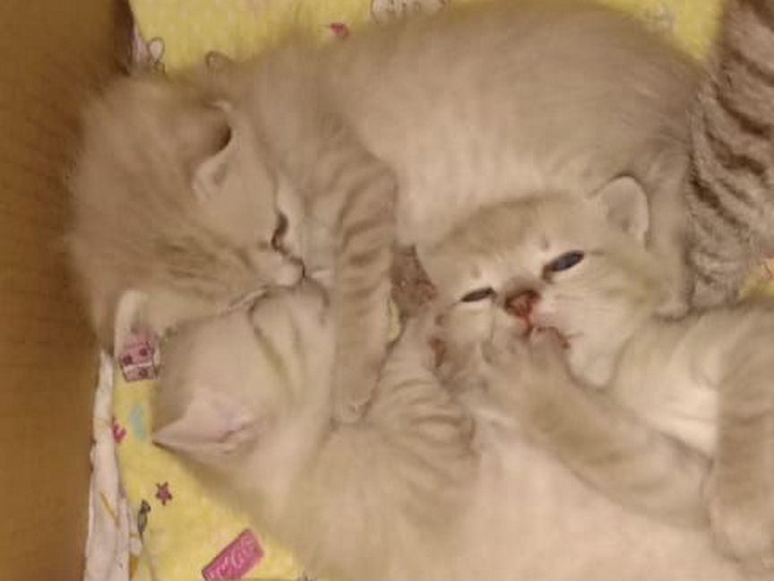 Тайские котята