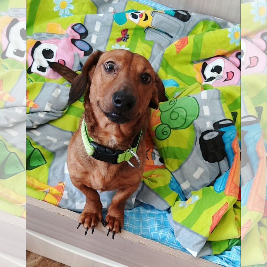 Такса, щенок