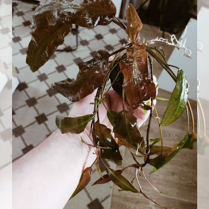 Криптокорина Ми Ойя в вабикусе