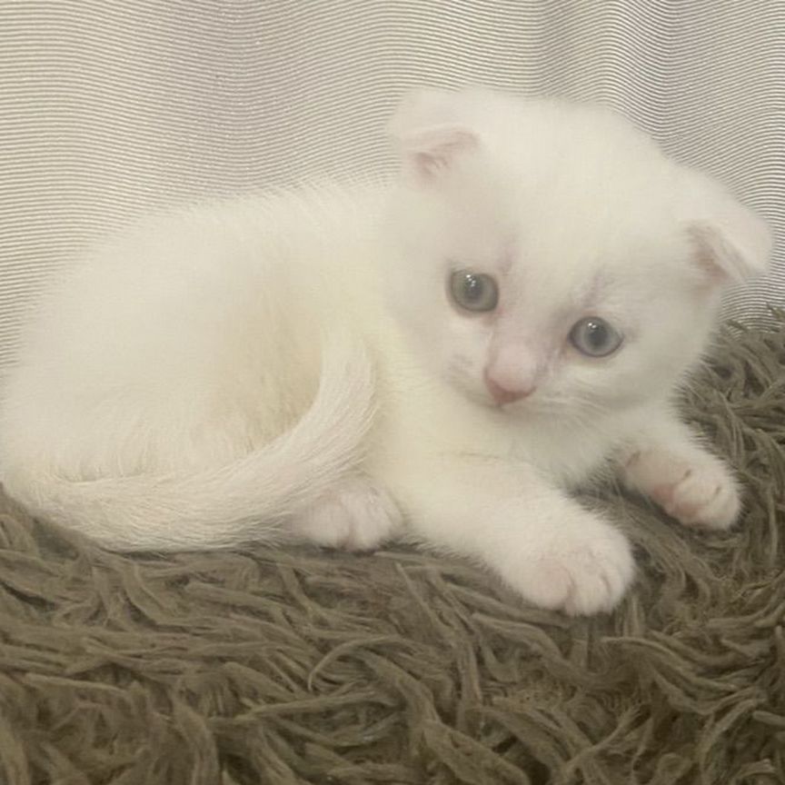 Котенок Шотландская вислоухая