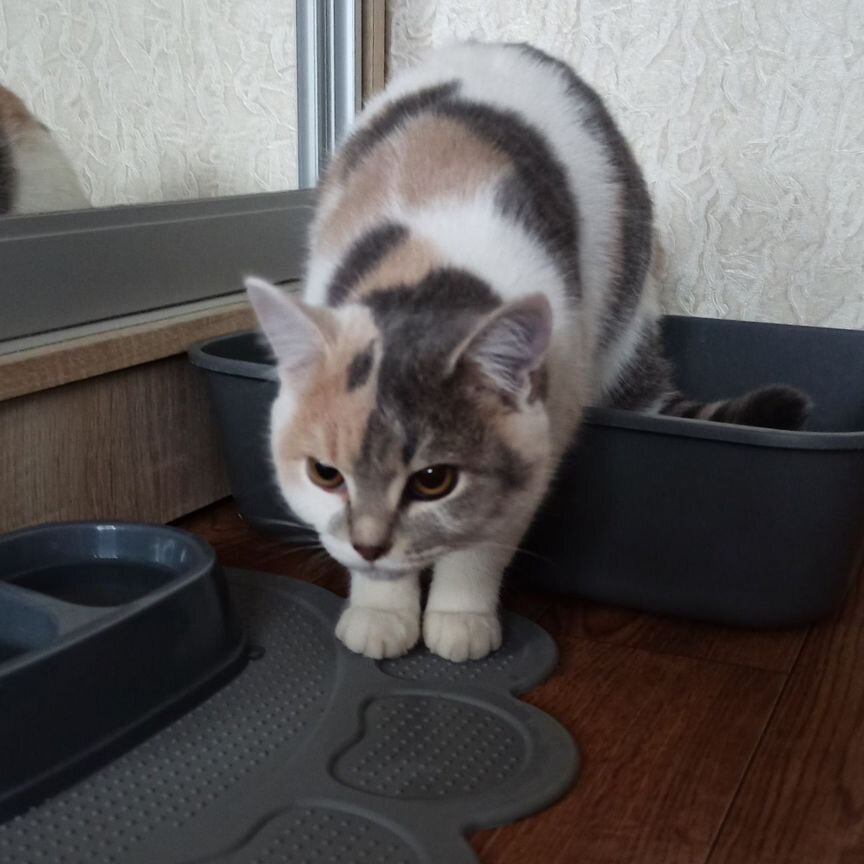 Кошечка