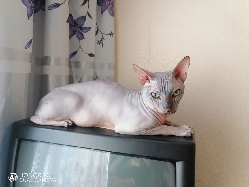 Канадский сфинкс