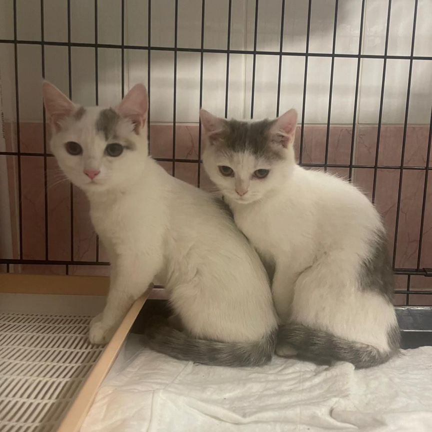 Котята Снежата