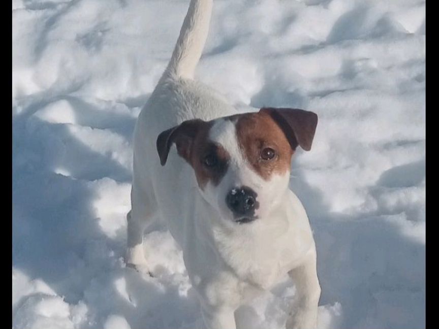 Джек Рассел терьер