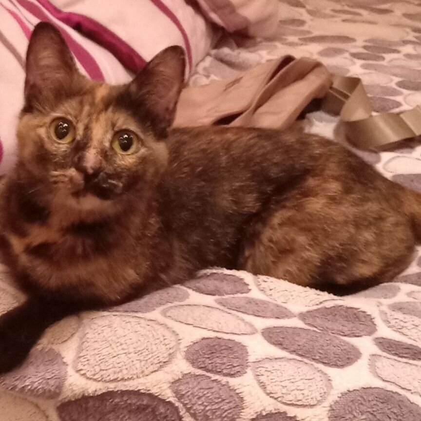 Котенок Вишенка, 6-7 месяцев, стерилизована