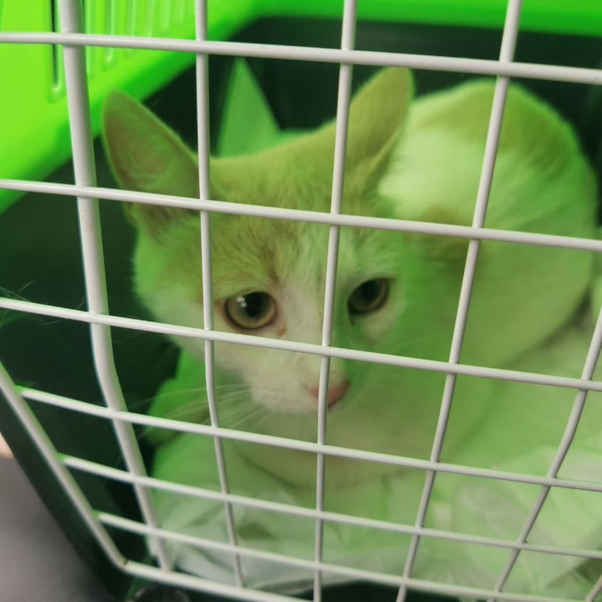 Хозяин найдись