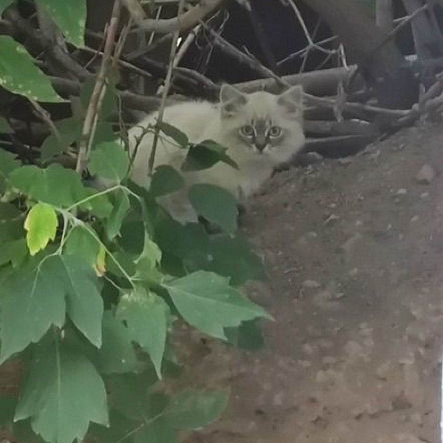 Котята на улице