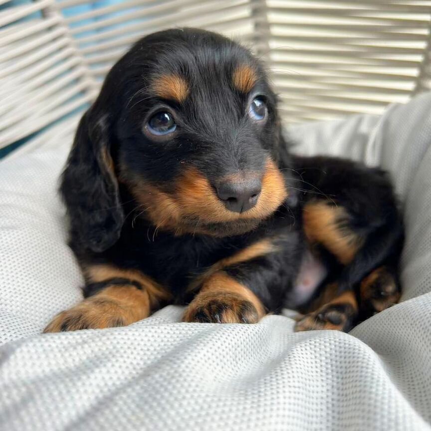 Длинношерстная такса