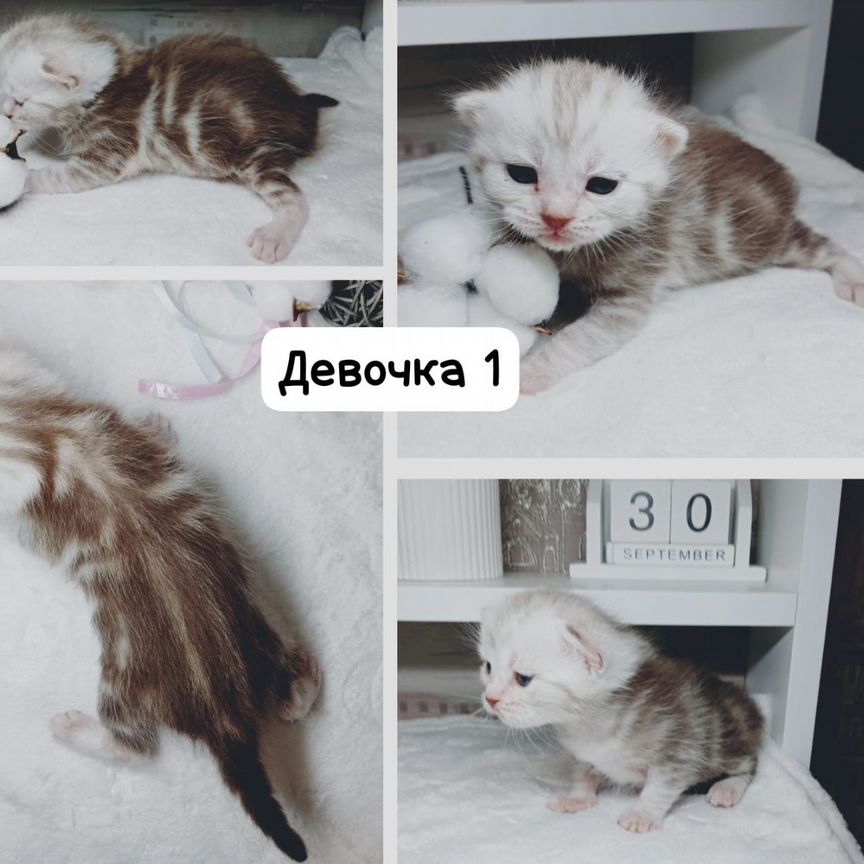 Шотландские вислоухие котята
