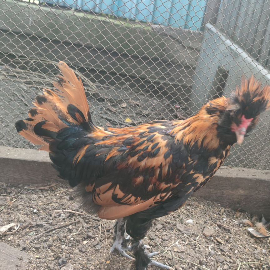 Молодые петухи породы Павловское золото