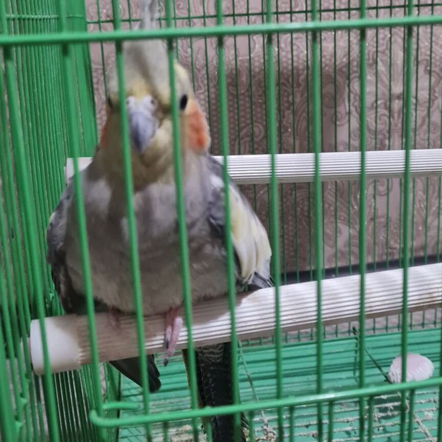 Волнистый попугай с клеткой