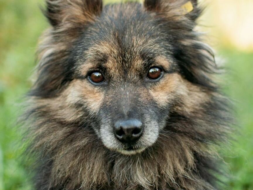 Небольшая пушистая собака из приюта бесплатно