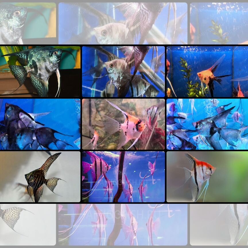 Аквариумные рыбки - скалярии, доставка в регионы