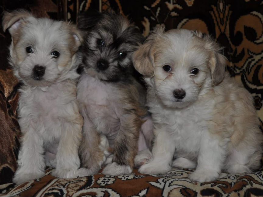 Щенки китайской хохлатой