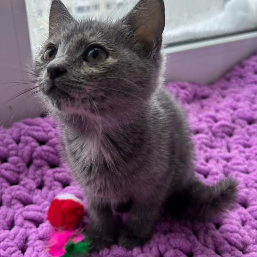 Котёнок в добрые руки