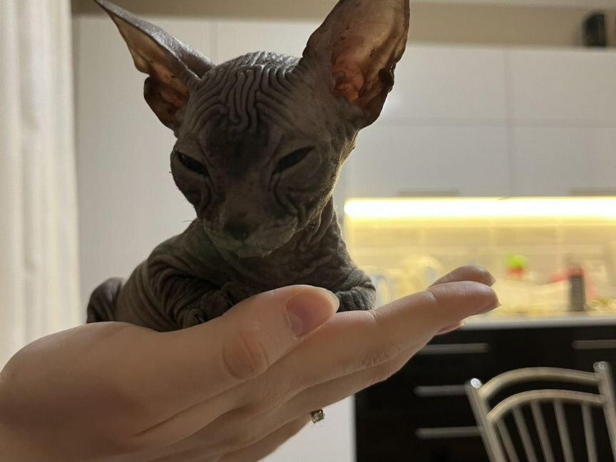 Канадский сфинкс котенок