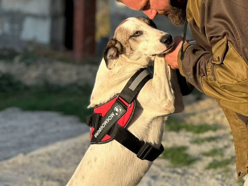 Ищем самые добрые руки для прекрасной собачки