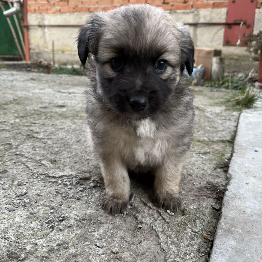 Пушистики в добрые руки