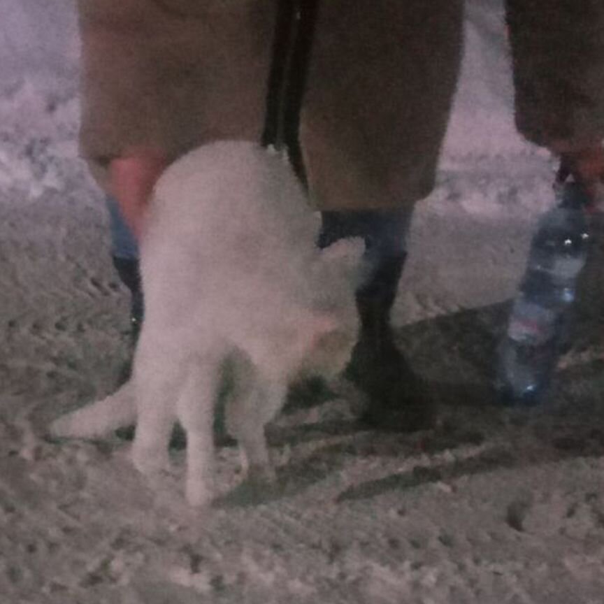 Найдена белая кошка