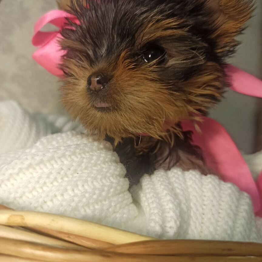 Йоркширский терьер