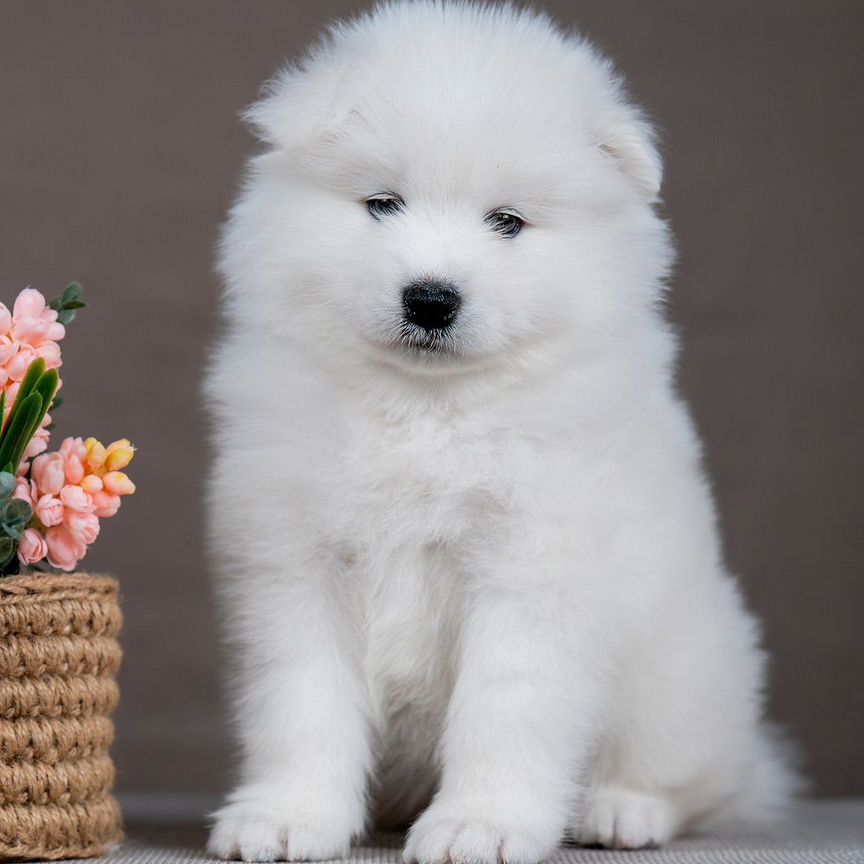 Самоедская собака, щенок