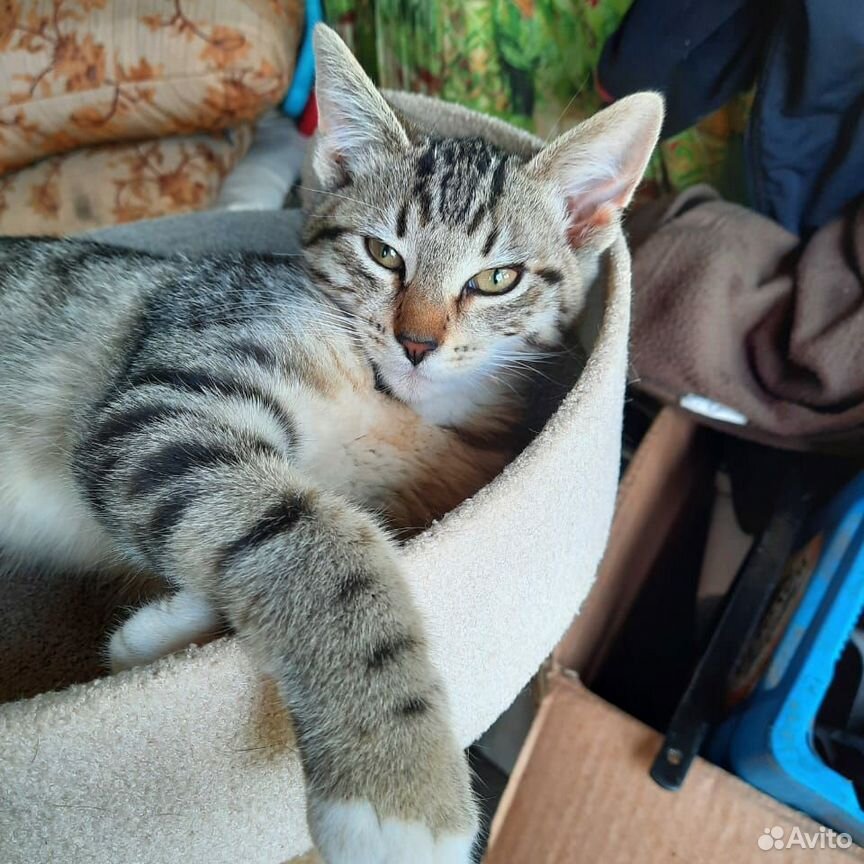 Котёнок в добрые руки