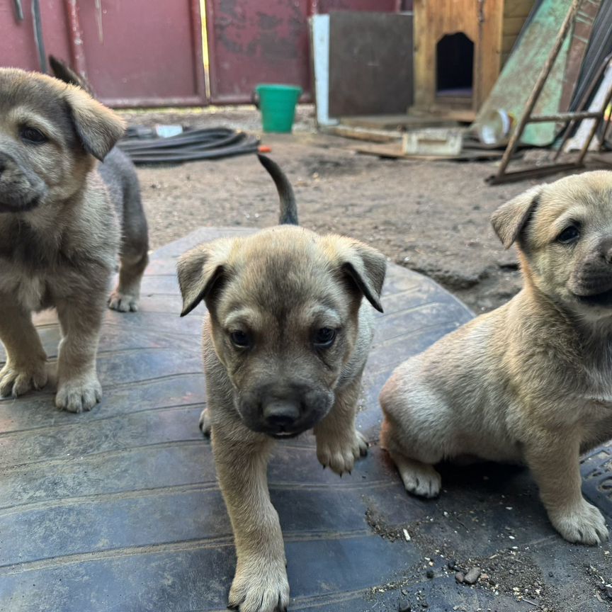 Банда красавчиков