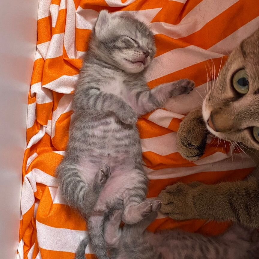 Котёнок в добрые руки
